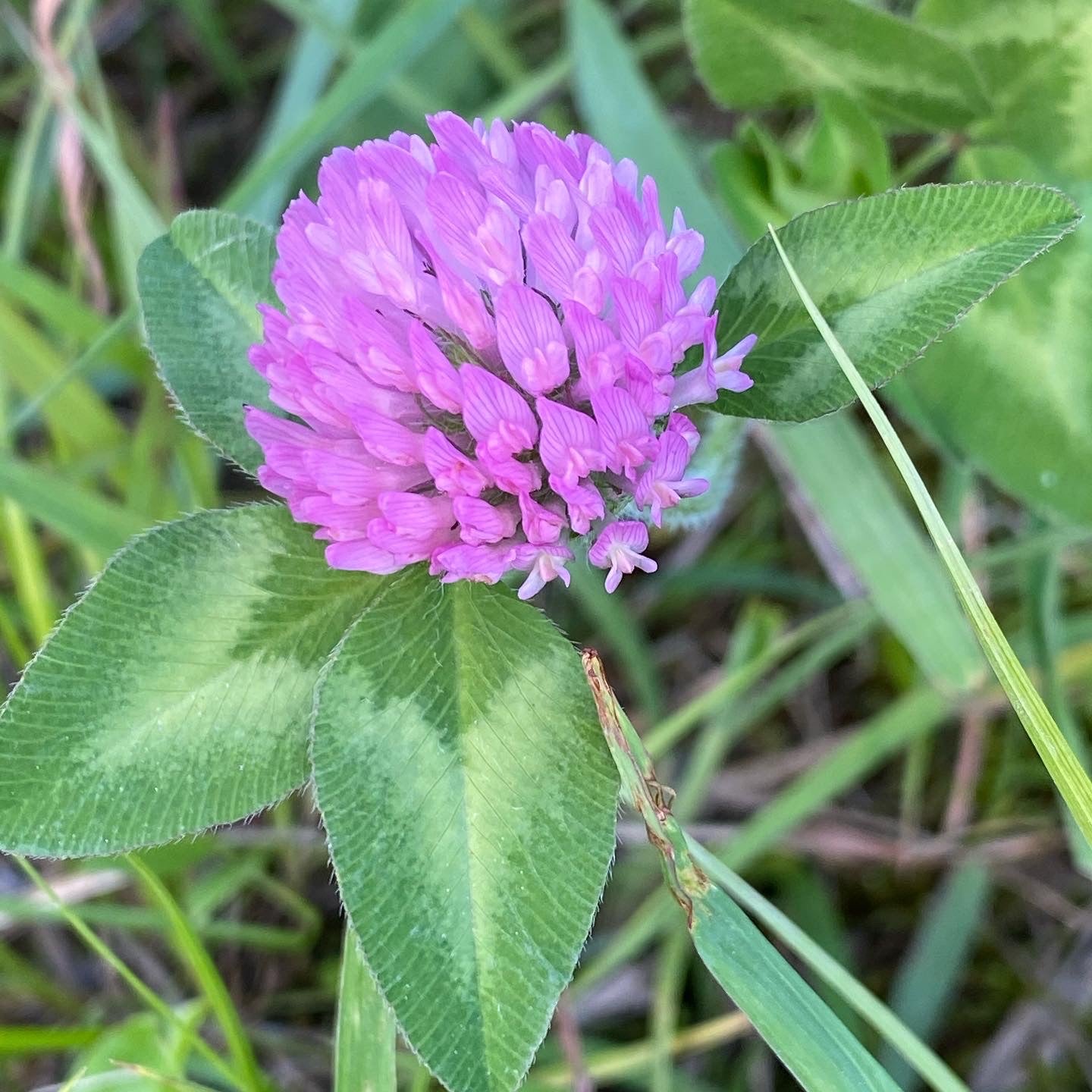 Purple Clover Flowers