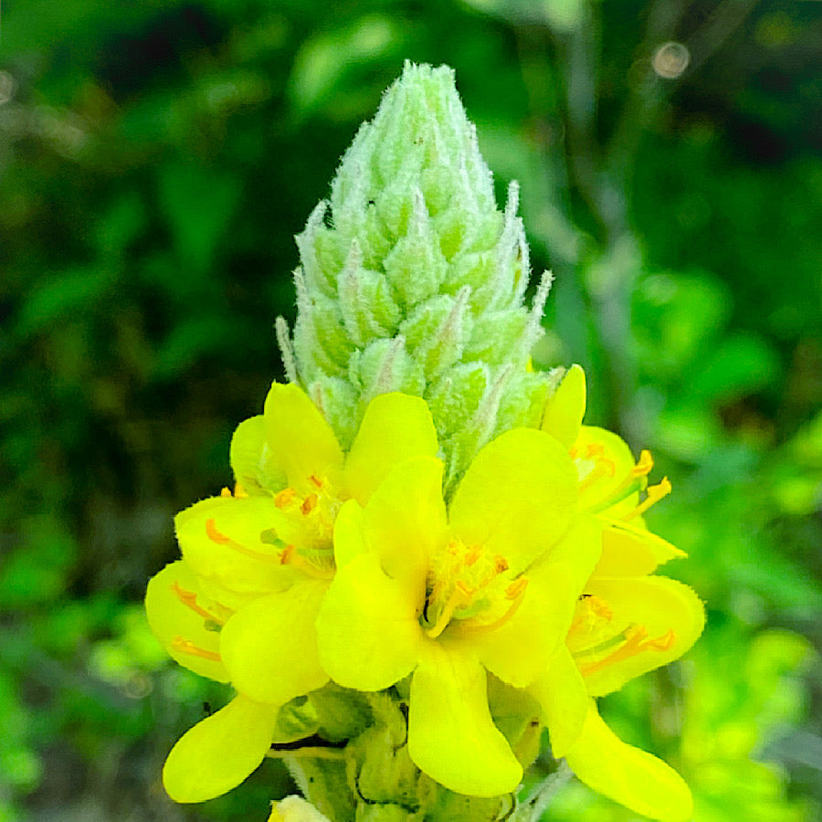 Mullein Flower Essence – Whispering Roots Apothecary