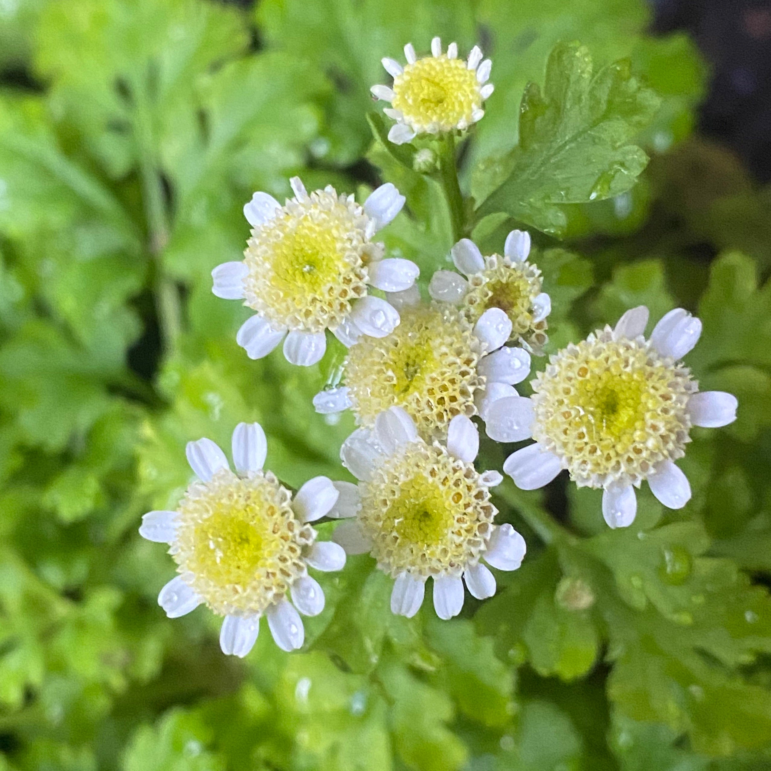 Feverfew Flower Essence Online | varsana.com