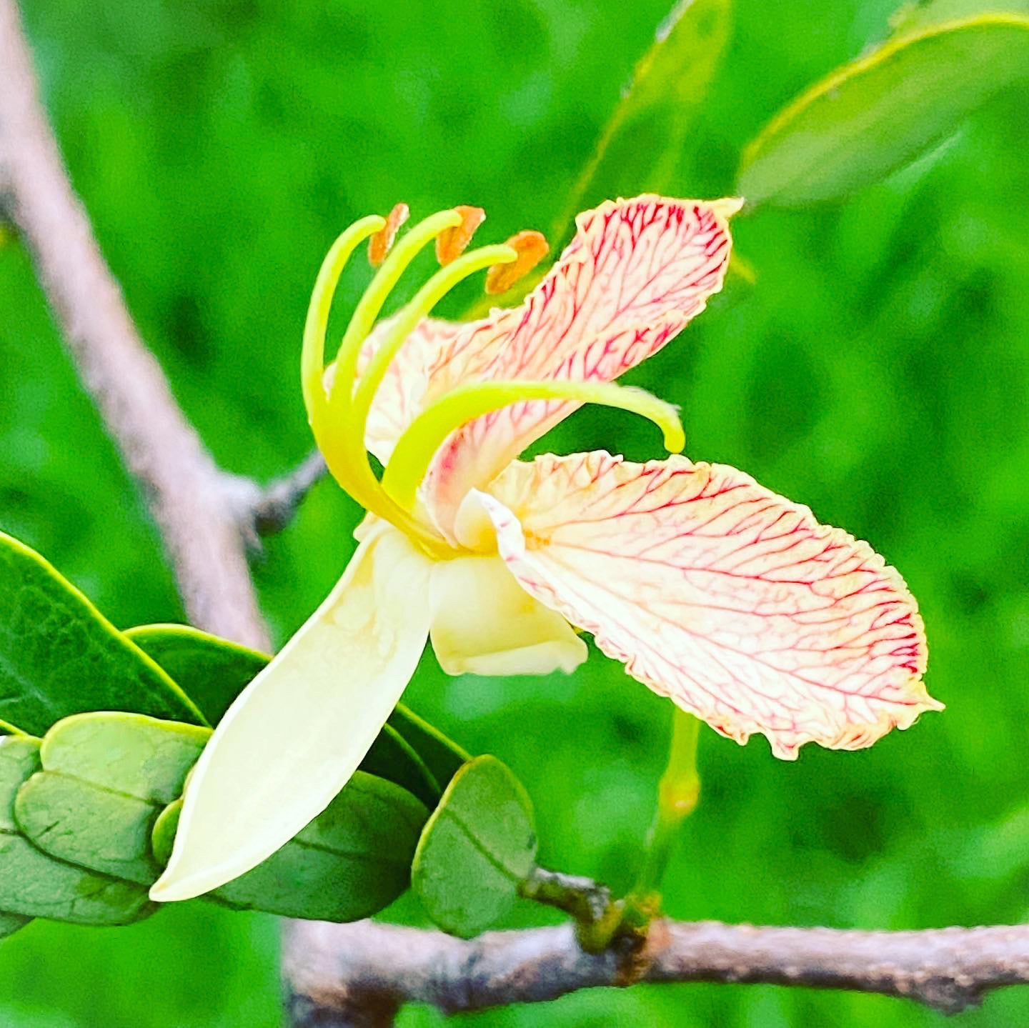 Tamarind Flower Essence – Whispering Roots Apothecary