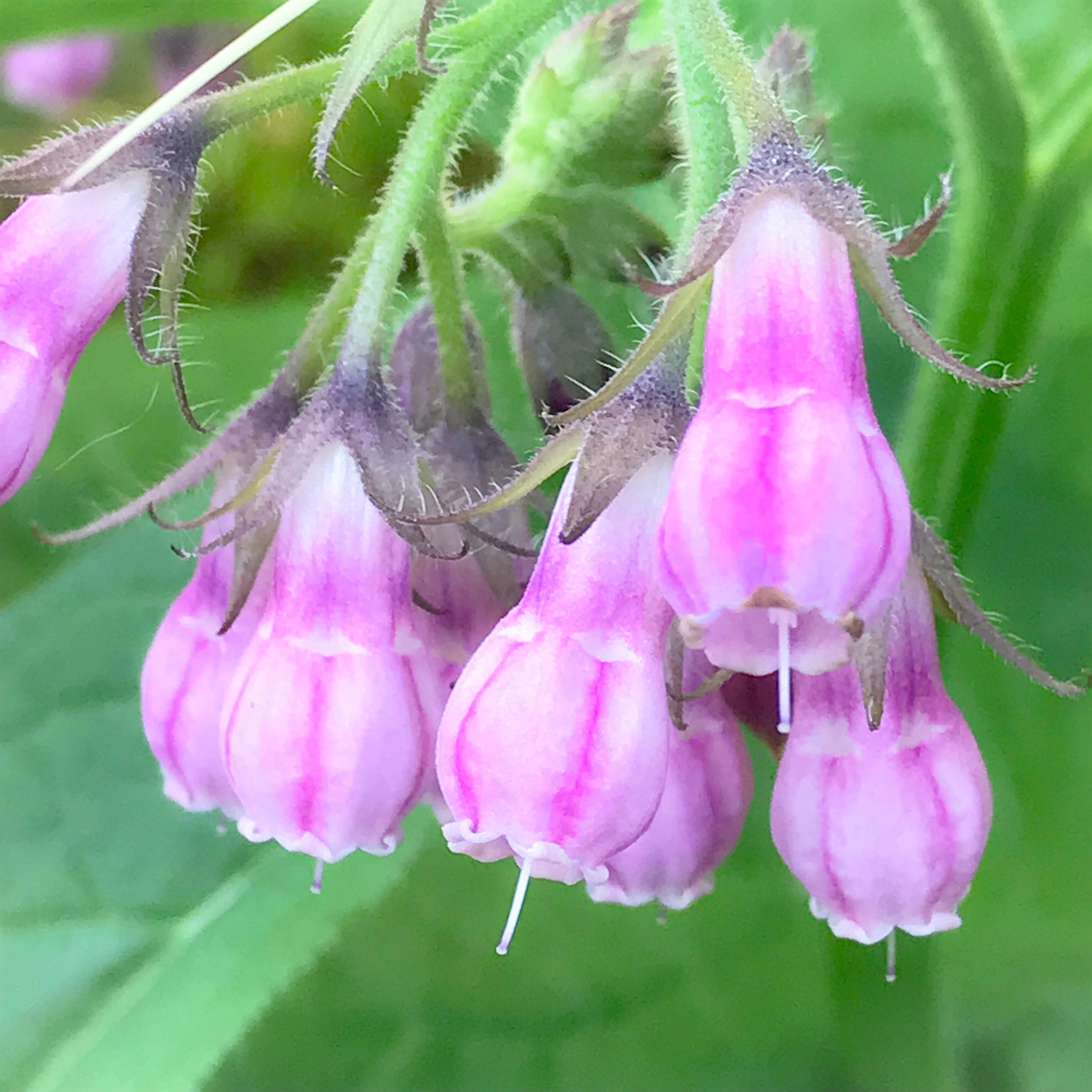 Aveda Comfrey Flower