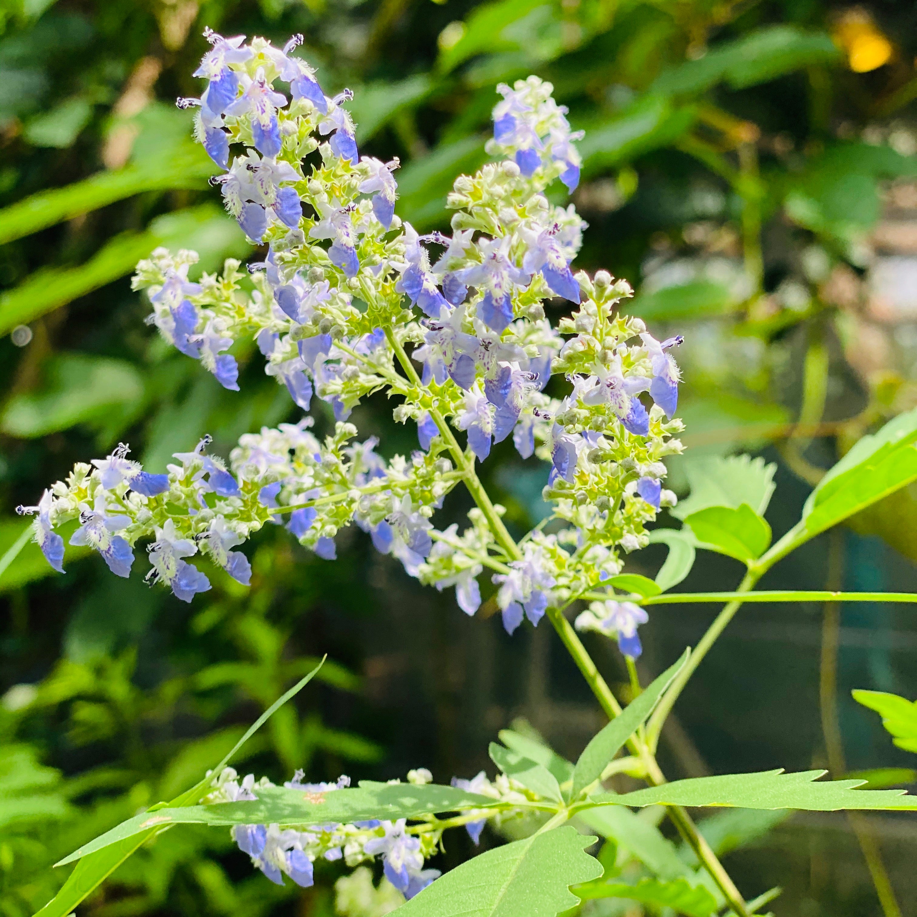 Chaste Tree (Nirgundi/Vitex) Flower Essence – Whispering Roots Apothecary