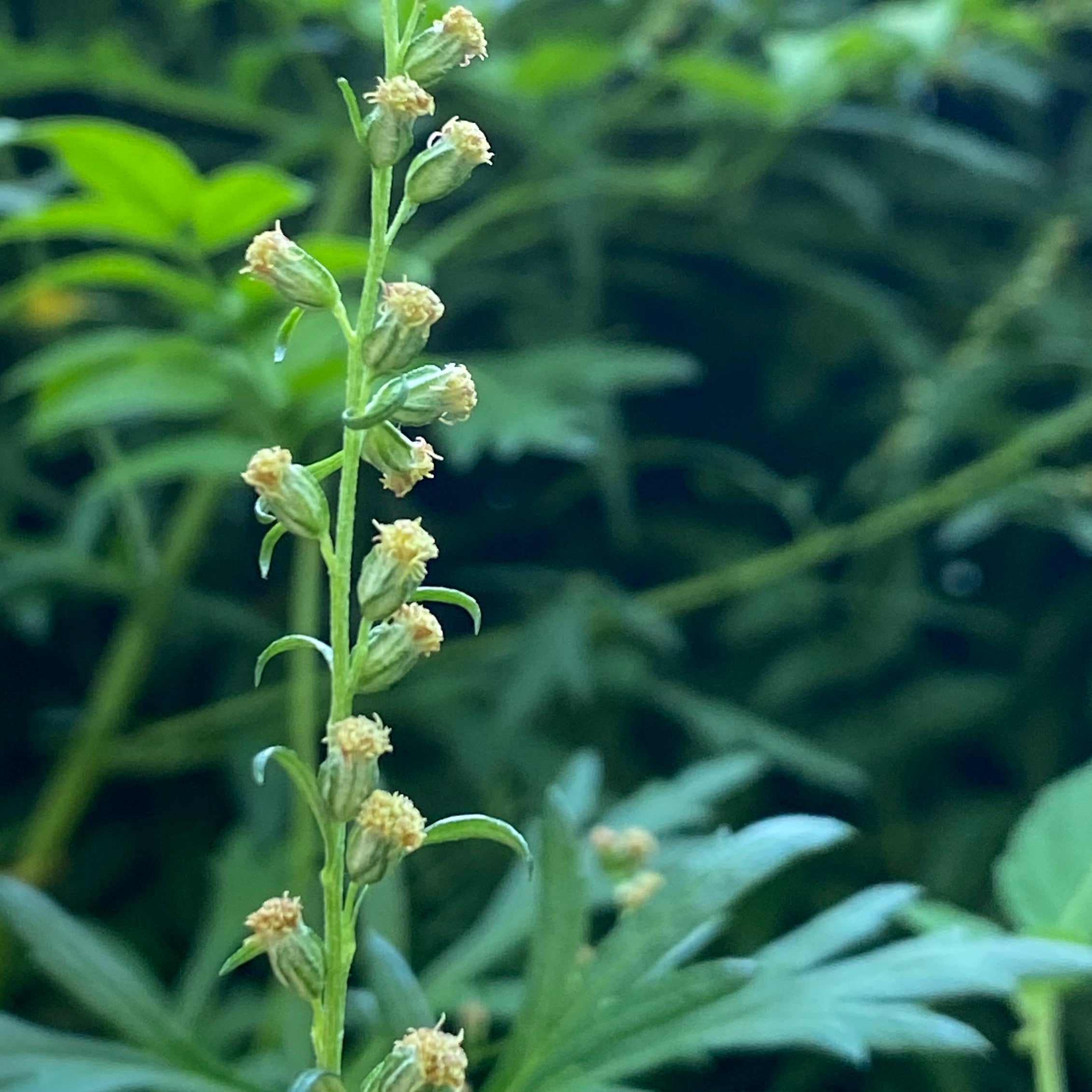 Mugwort Flower Essence – Whispering Roots Apothecary