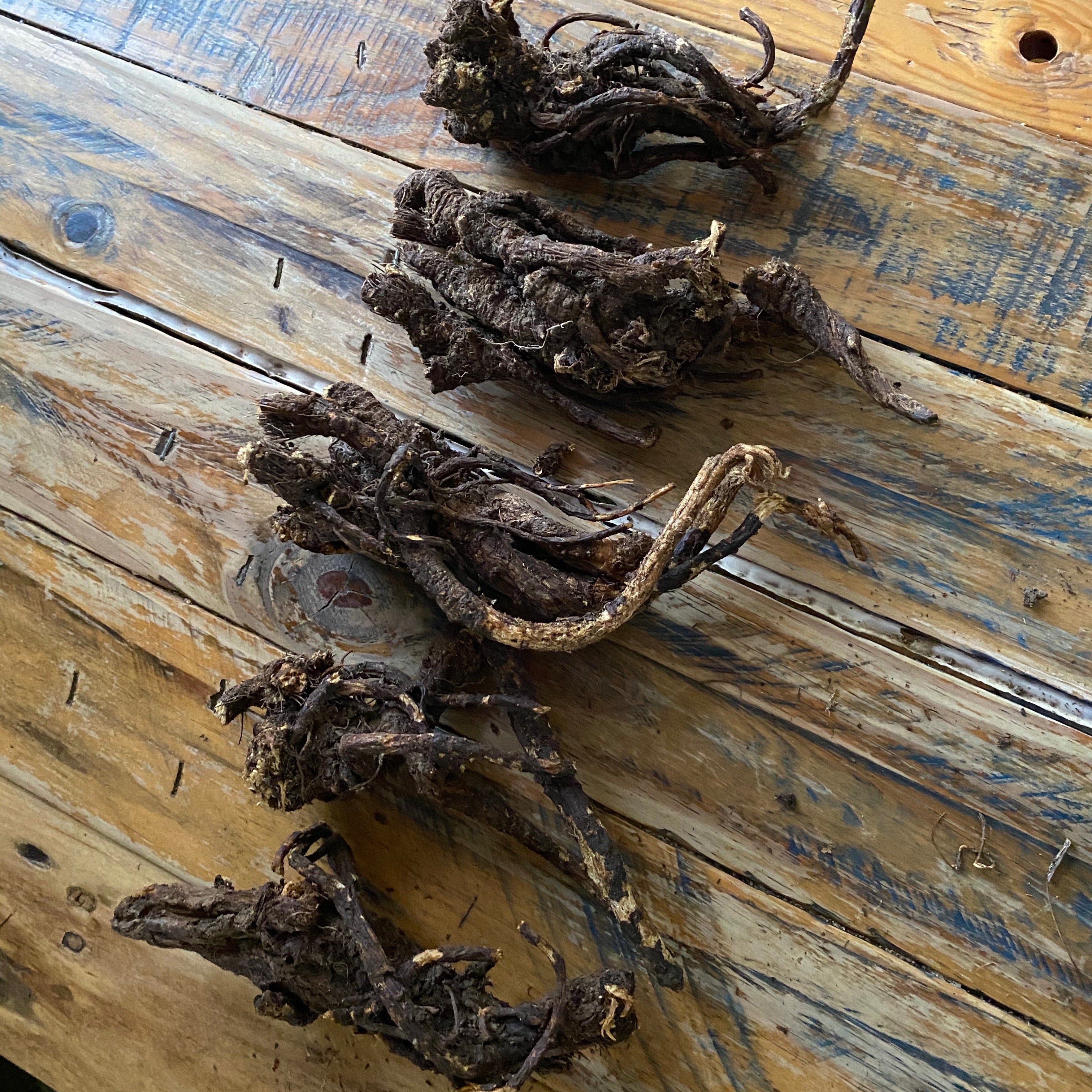 Osha Root Extract – Whispering Roots Apothecary