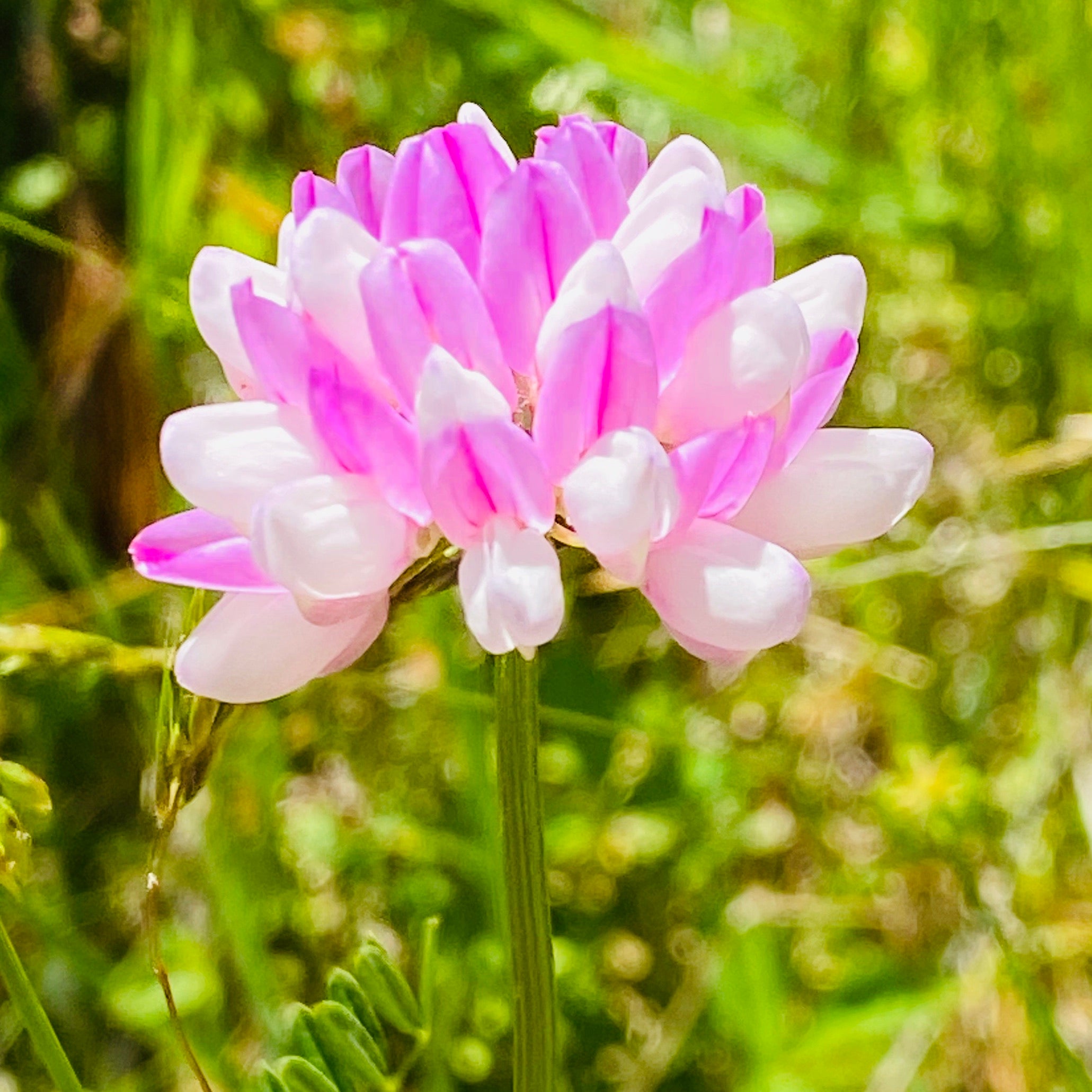 Crown Vetch Flower Essence – Whispering Roots Apothecary