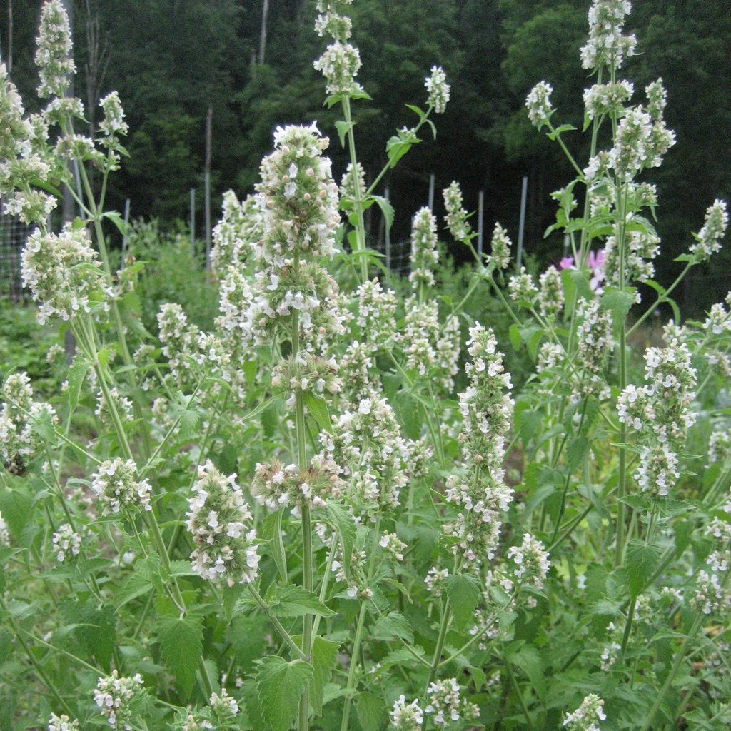 Catnip Flower Essence – Whispering Roots Apothecary