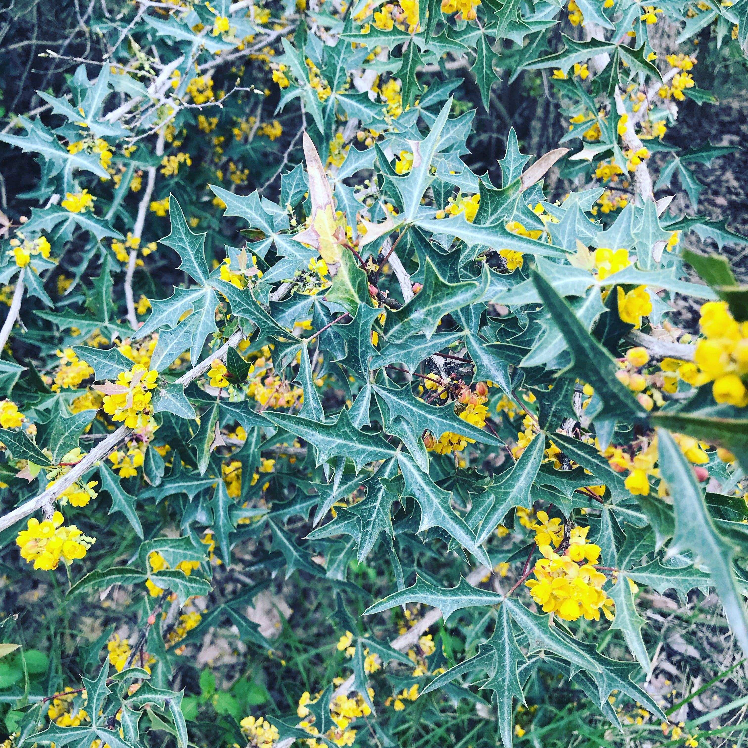 Agarita Flower Essence – Whispering Roots Apothecary