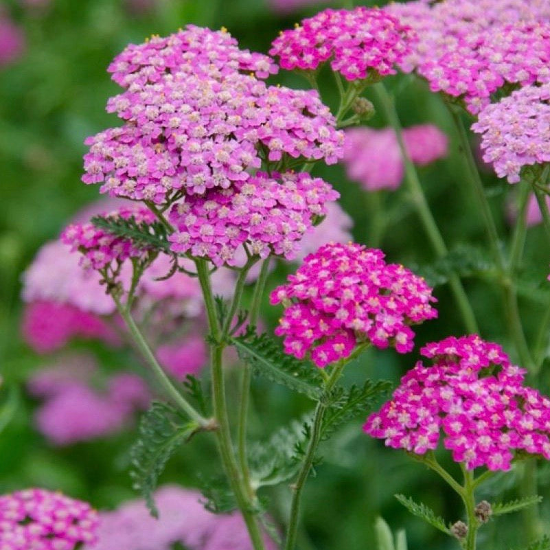 Pink Yarrow Flower Essence – Whispering Roots Apothecary
