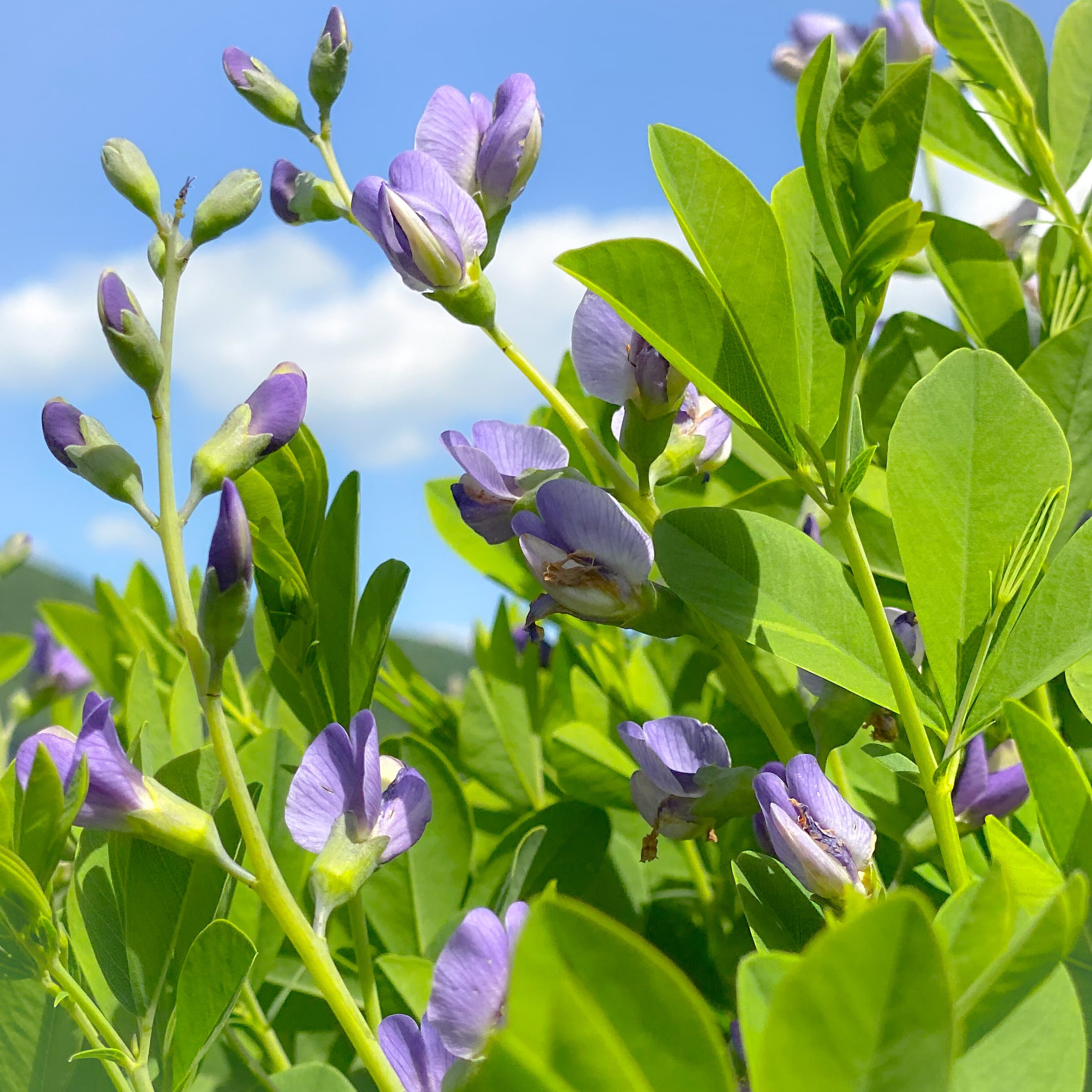 Blue Wild Indigo Flower Essence – Whispering Roots Apothecary